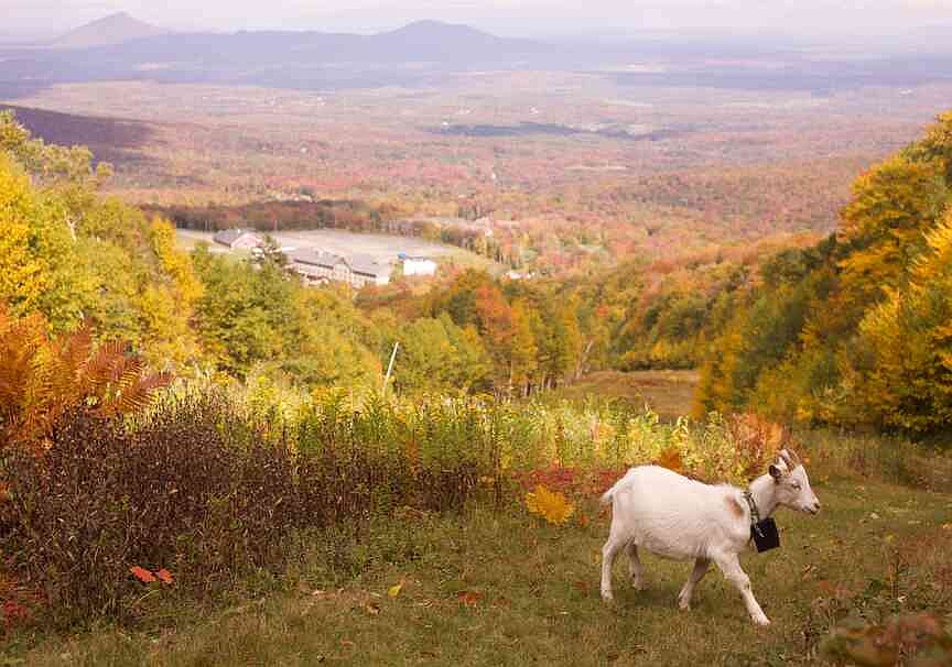 Vermont ski areas employ goats, sheep to clear slopes | Jefferson City ...