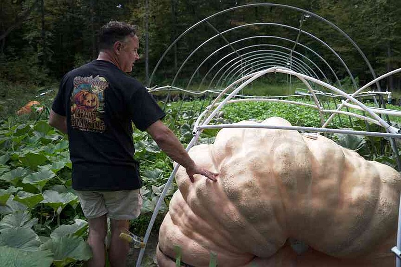 How to grow giant pumpkin, with help from science | Jefferson City News ...