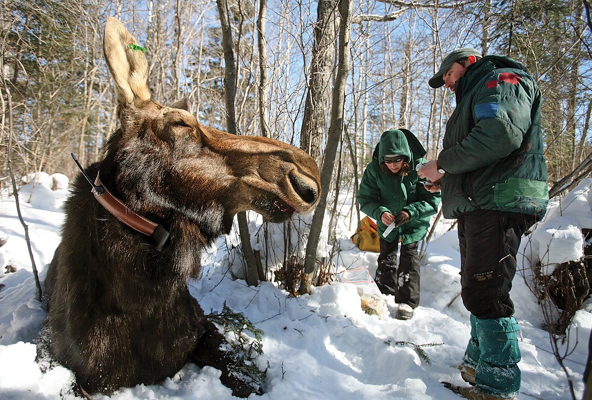 Researcher hopes to solve the mystery of the vanishing Minnesota moose ...