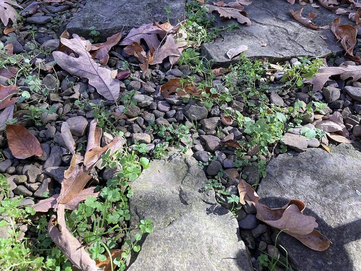 IN THE GARDEN: Check for chickweed, remove before spring. | El Dorado News