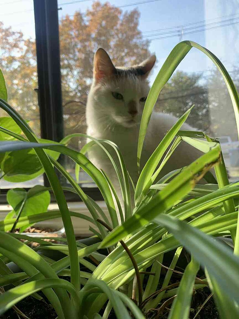 Seven easy ways to pet-proof home | Jefferson City News Tribune