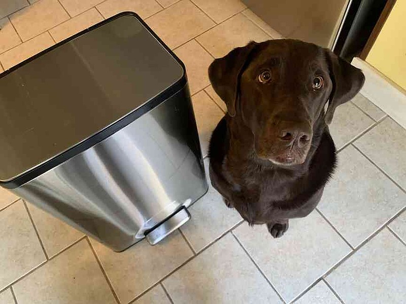 Seven easy ways to pet-proof home | Jefferson City News Tribune