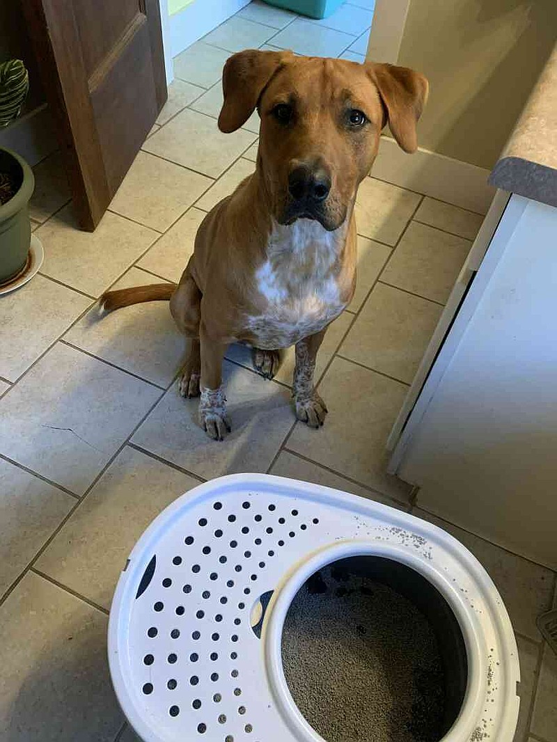 Seven easy ways to pet-proof home | Jefferson City News Tribune