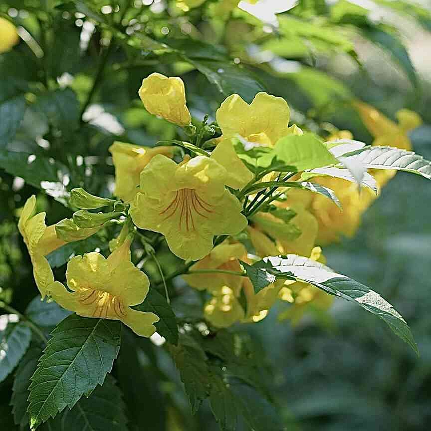 THE GARDEN GUY: Chicklet Gold Esperanza brings beauty, pollinators ...