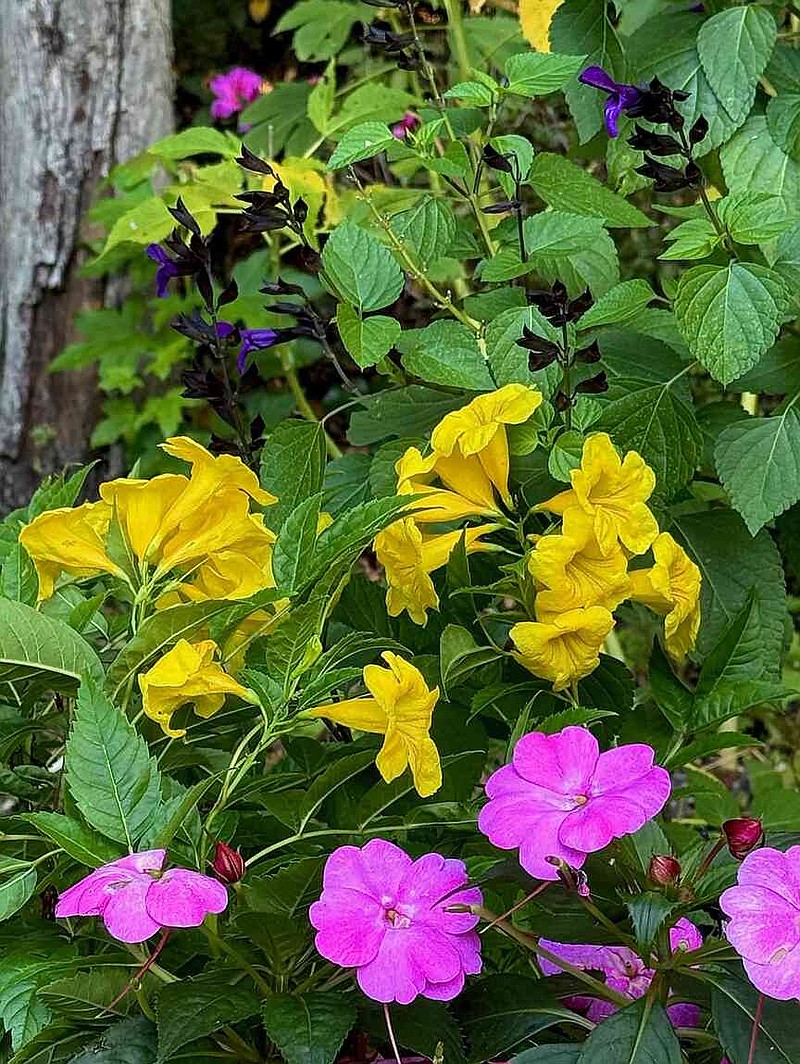 THE GARDEN GUY: Chicklet Gold Esperanza brings beauty, pollinators ...