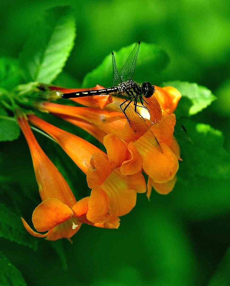 THE GARDEN GUY: Chicklet Gold Esperanza brings beauty, pollinators | Jefferson City News Tribune