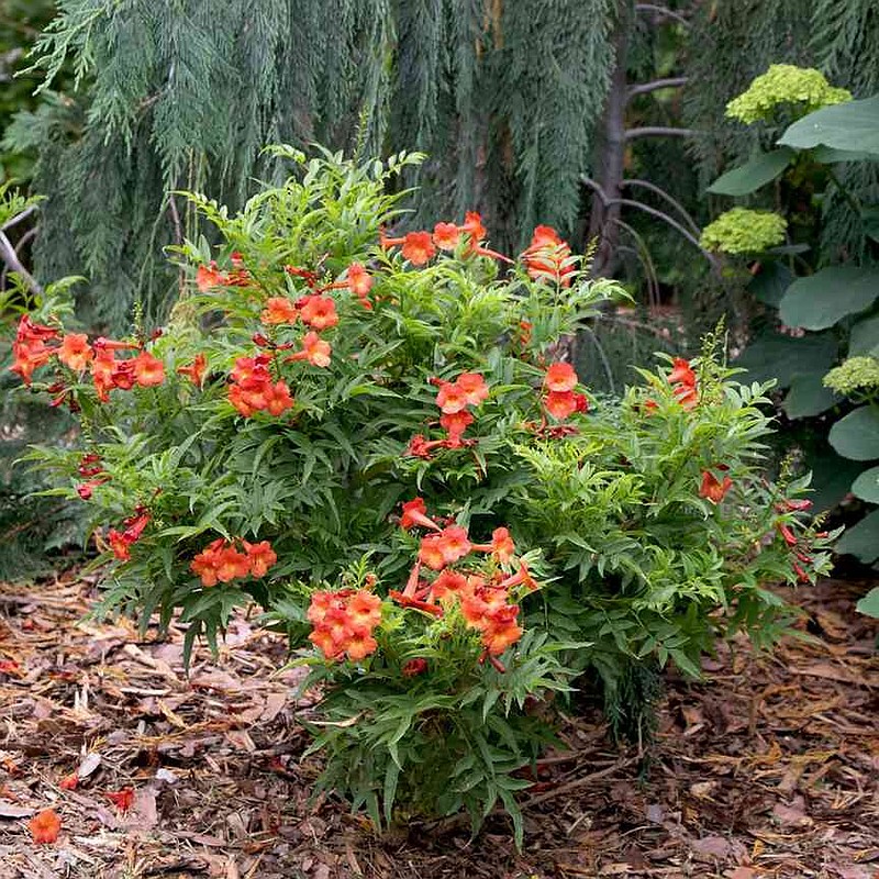 THE GARDEN GUY: Chicklet Gold Esperanza brings beauty, pollinators ...