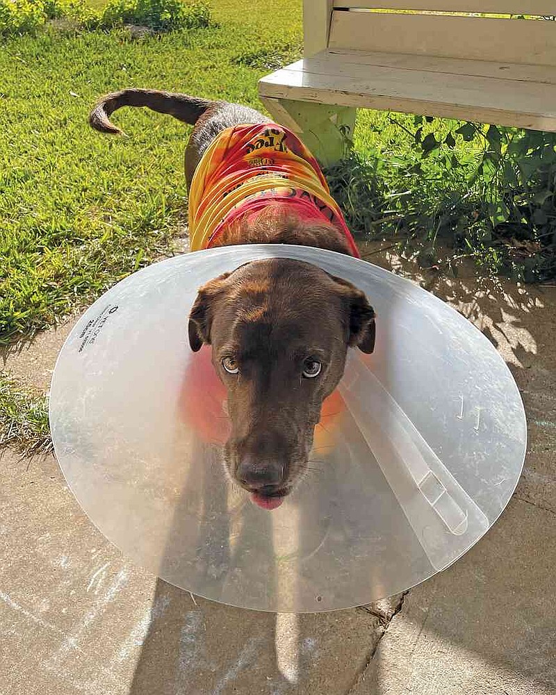 Cold, flu season can affect dogs, too | Jefferson City News Tribune