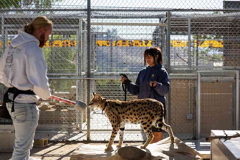 Teaching zoo trains students for animal careers with tigers, serval ...