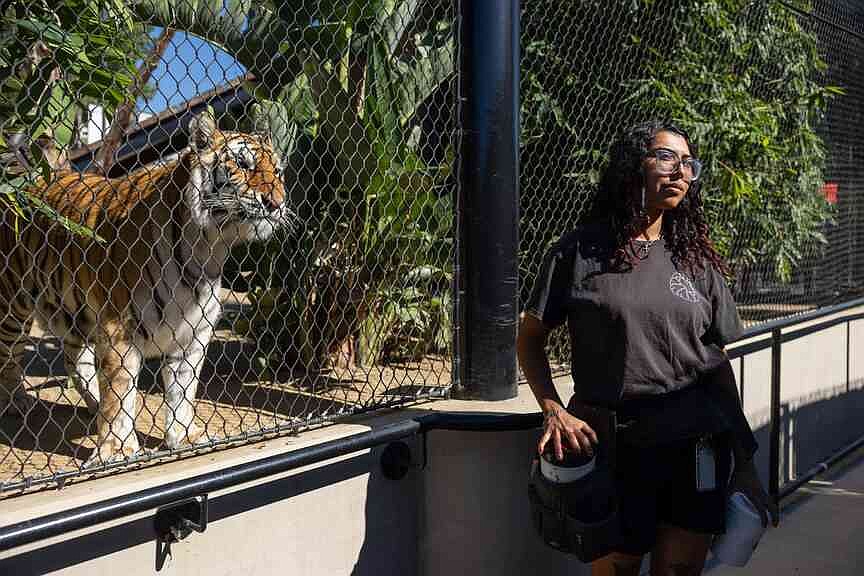 Teaching zoo trains students for animal careers with tigers, serval ...