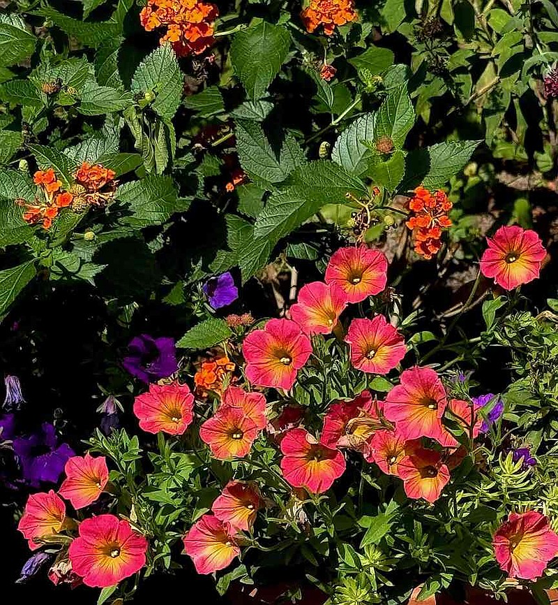ON GARDENING: September flower planting made for riveting fall colors ...
