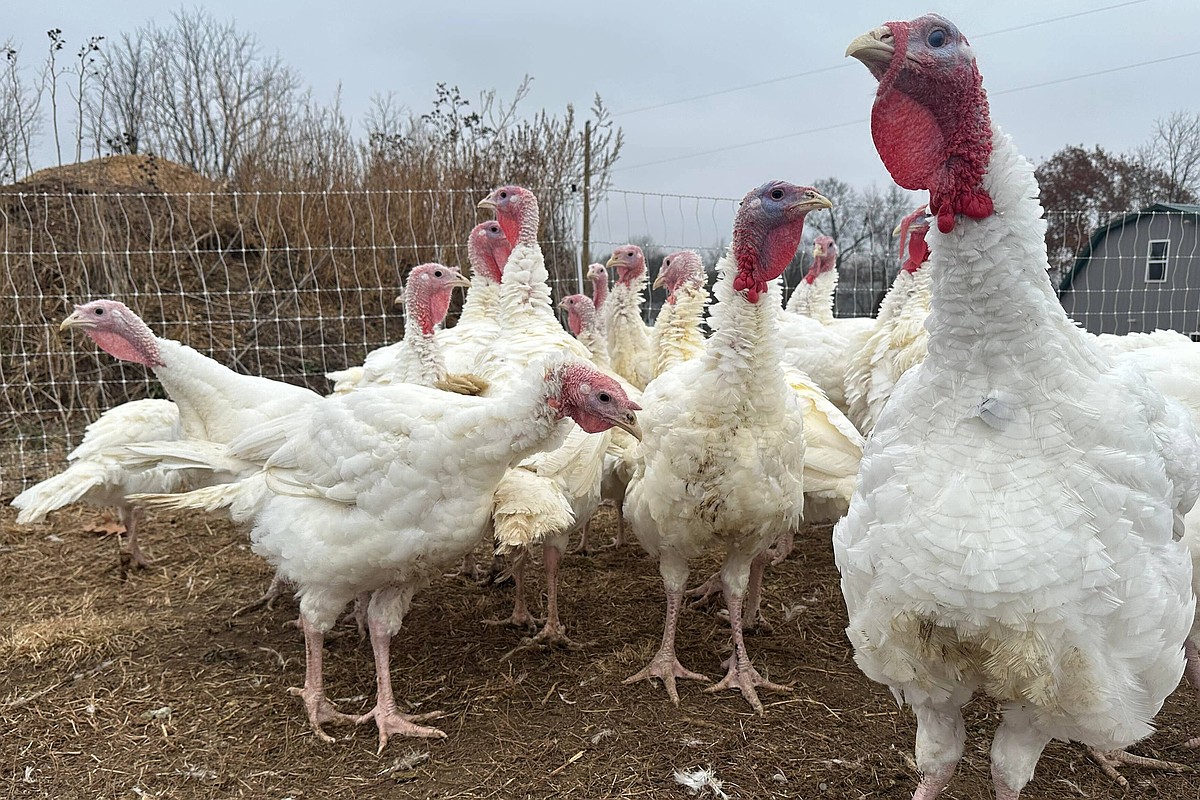 Stores keep prices down in a tough year for turkeys. Other Thanksgiving ...