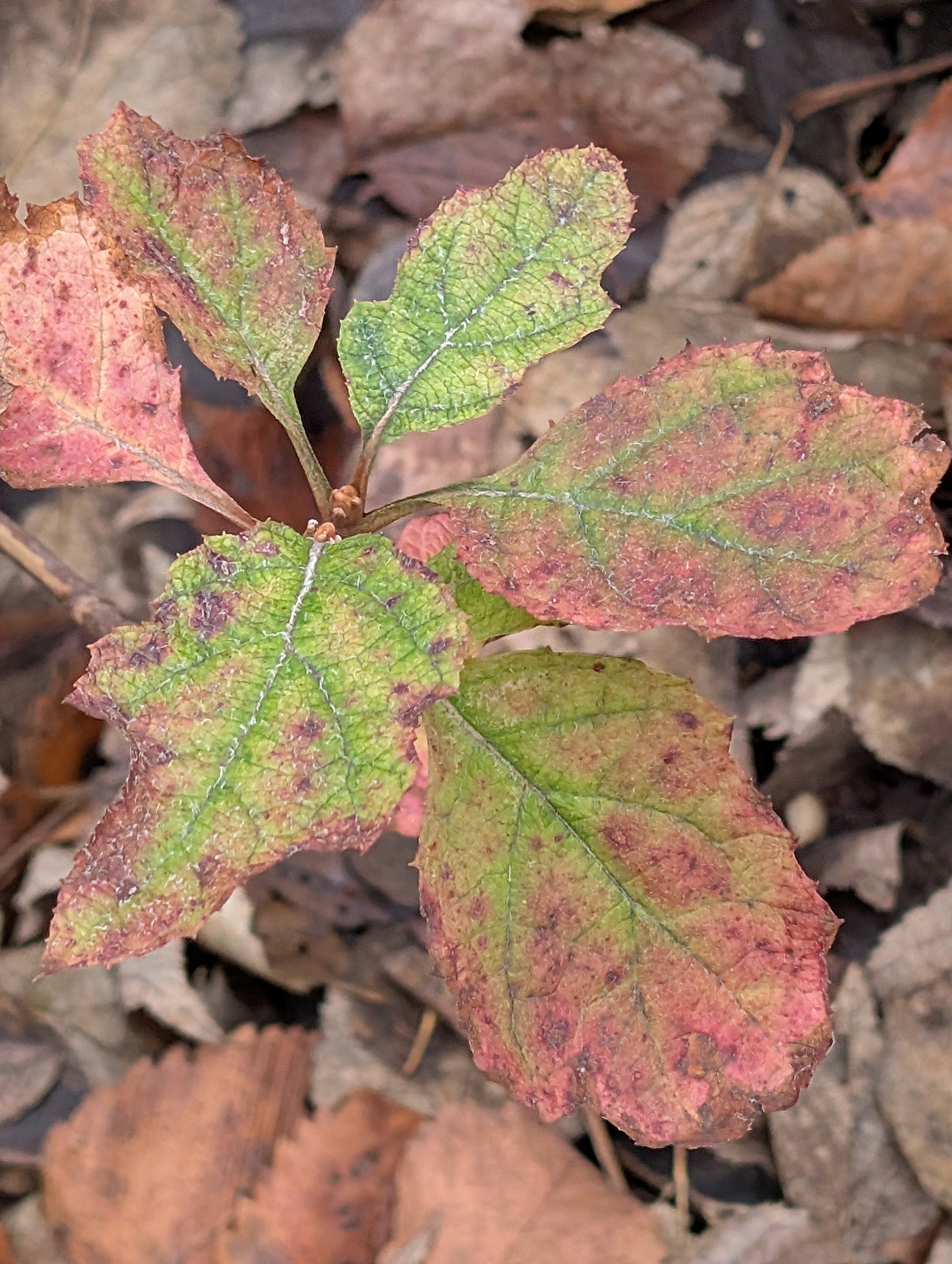 IN THE GARDEN: Struggling plants prompt readers to ask for help | El ...
