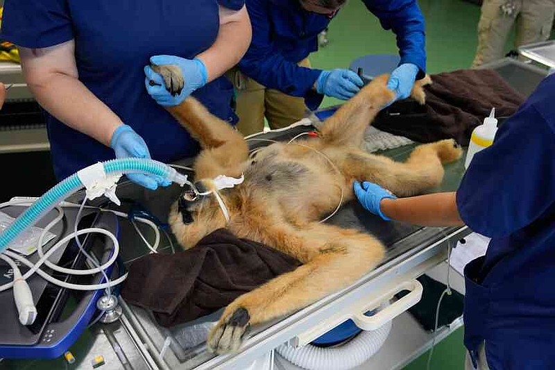Visitors to New Jersey zoo get to watch veterinarians treat animals ...