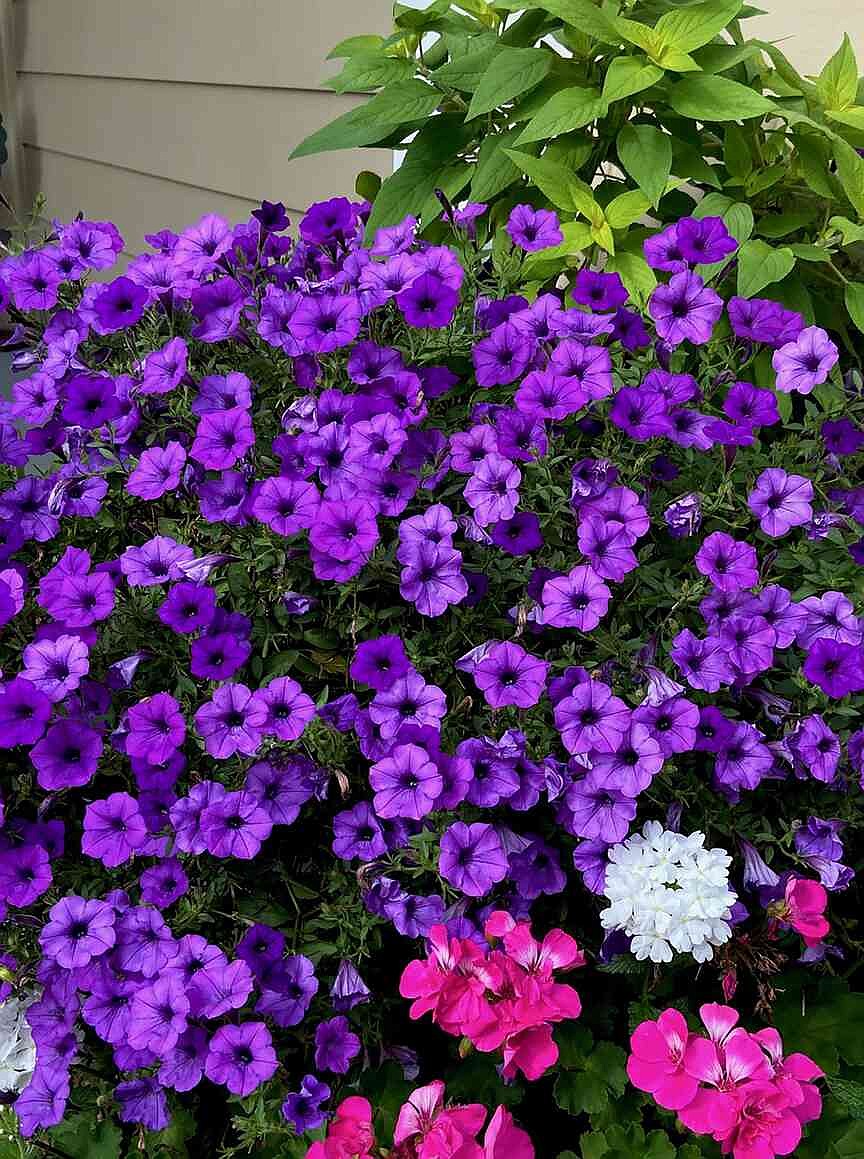 ON GARDENING: Supertunia Mini Vista Indigo captures a super Honor ...