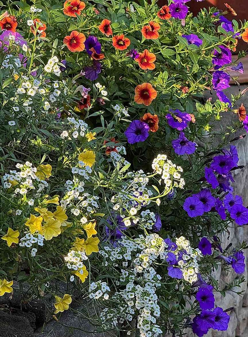ON GARDENING: Supertunia Mini Vista Indigo captures a super Honor ...