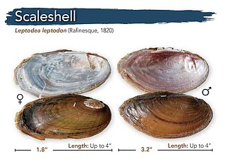 Missouri Department of Conservation working to restore mussel species ...