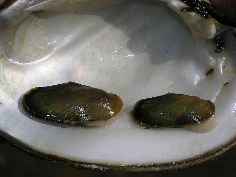 Missouri Department of Conservation working to restore mussel species ...