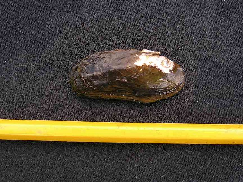 Missouri Department of Conservation working to restore mussel species ...