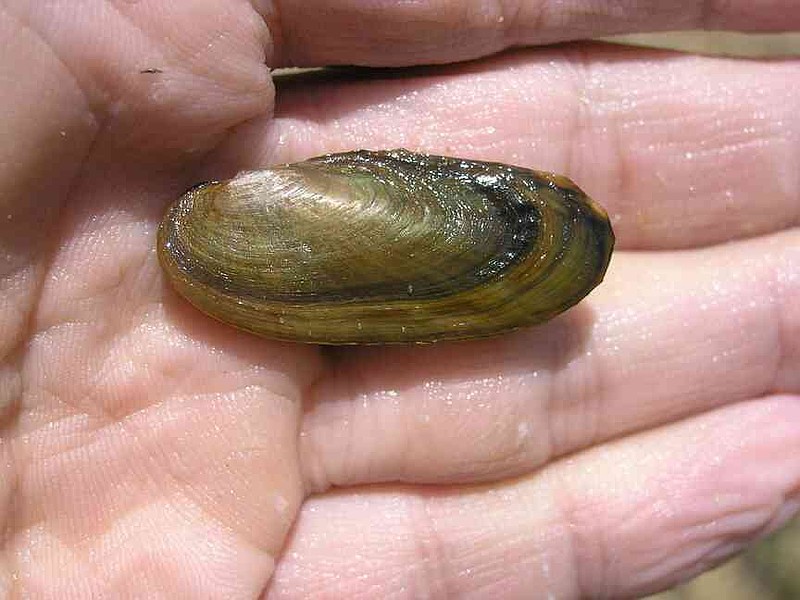 Missouri Department of Conservation working to restore mussel species ...