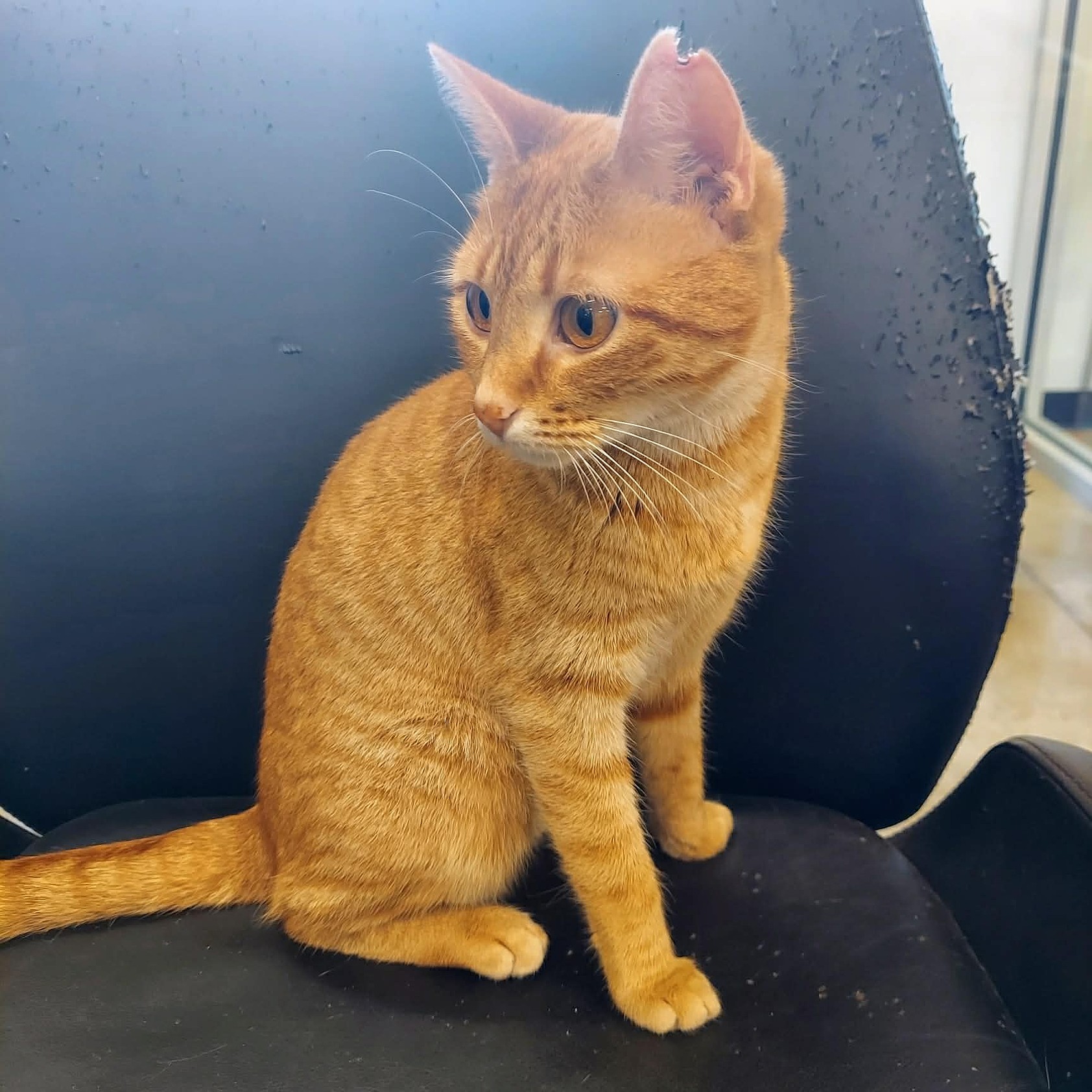 PET OF THE WEEK | Miss Wobbles | Texarkana Gazette