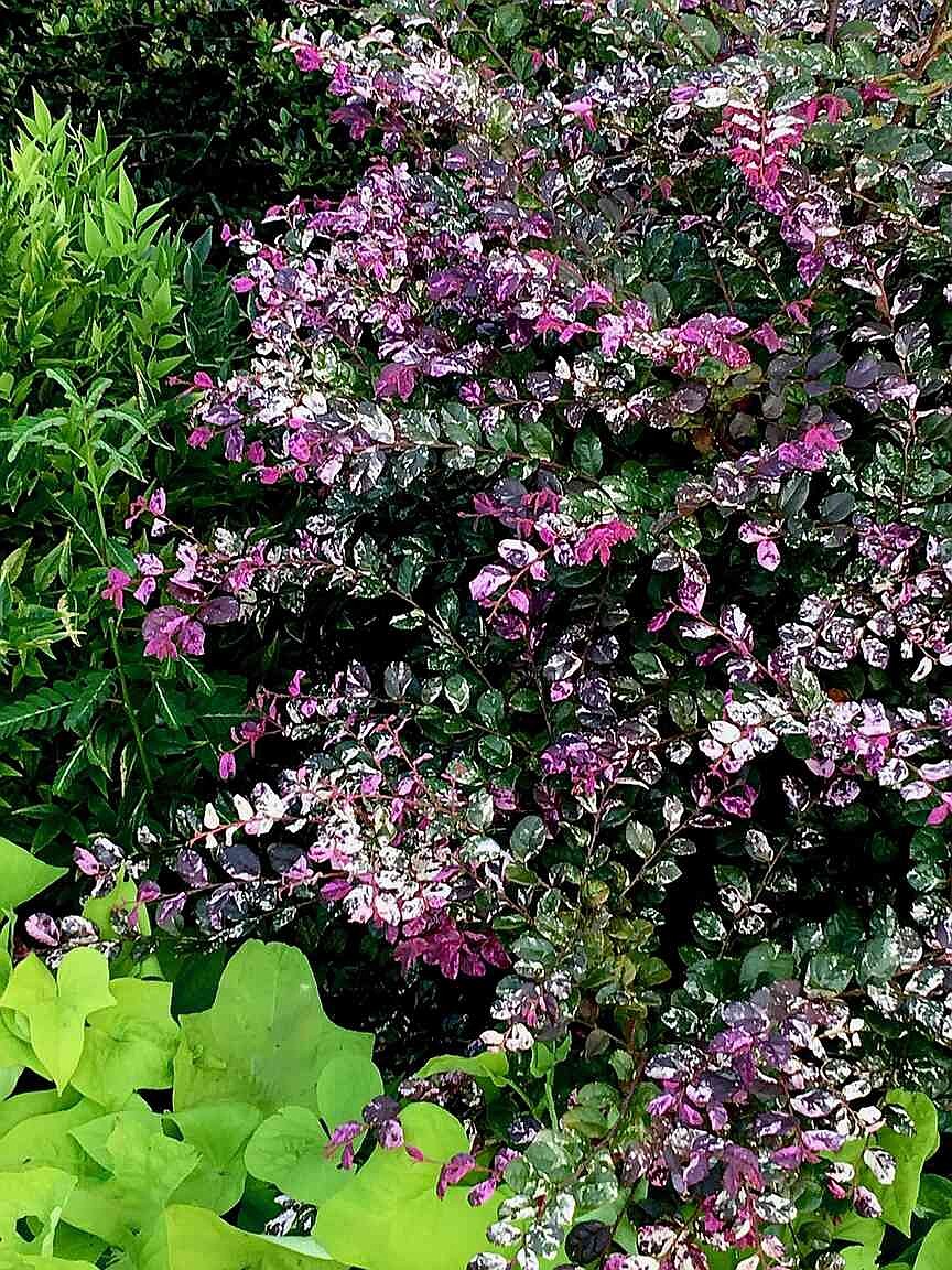 THE GARDEN GUY: Jazz Hands Variegated named ‘Heat Loving Shrub of the ...