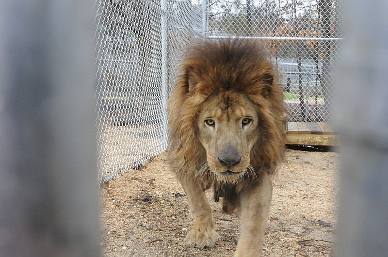Alabama’s Tigers for Tomorrow celebrates 20th anniversary | Chattanooga ...