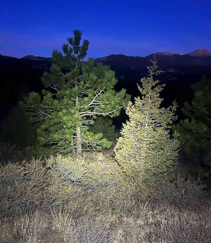 Man fought off mountain lion weeks before fatal Colorado attack ...