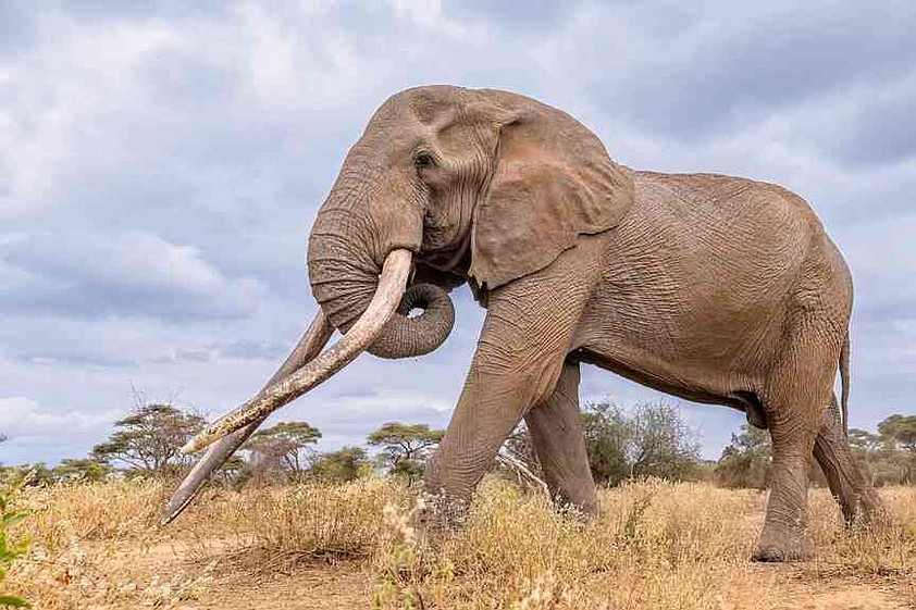 Conservationists pay tribute to beloved elephant Craig, who died at 54 ...