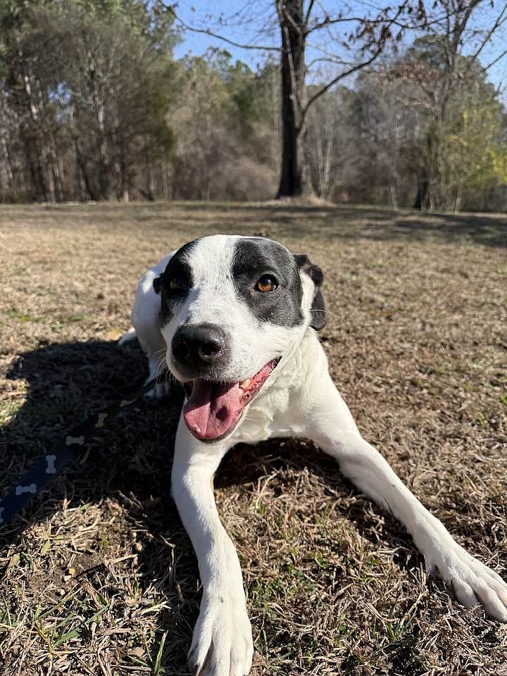 Good Deed: ‘Secret Santas’ sponsor North Georgia animal adoptions ...