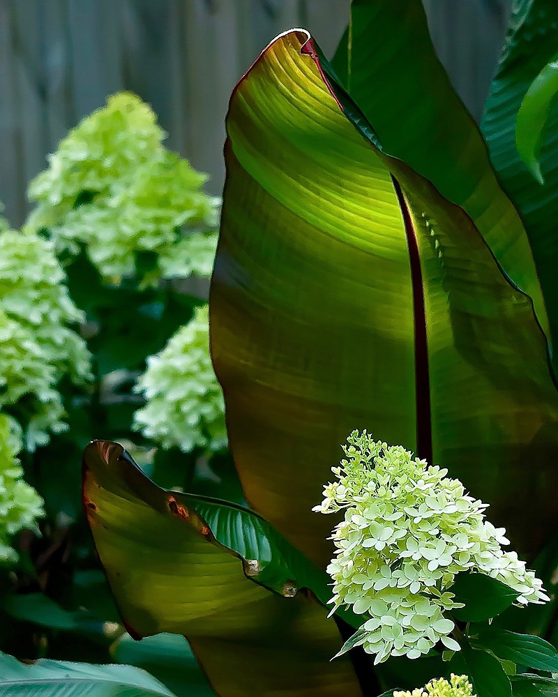 On Gardening: Limelight Prime named 'Landscape Shrub of the Year ...
