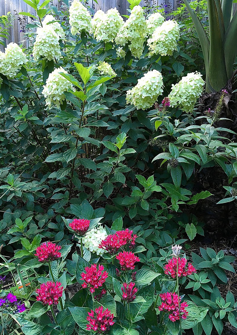 On Gardening: Limelight Prime named 'Landscape Shrub of the Year ...