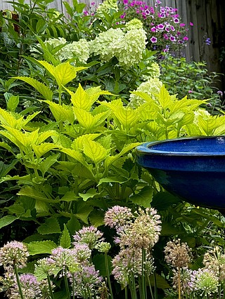 On Gardening: Limelight Prime named 'Landscape Shrub of the Year ...