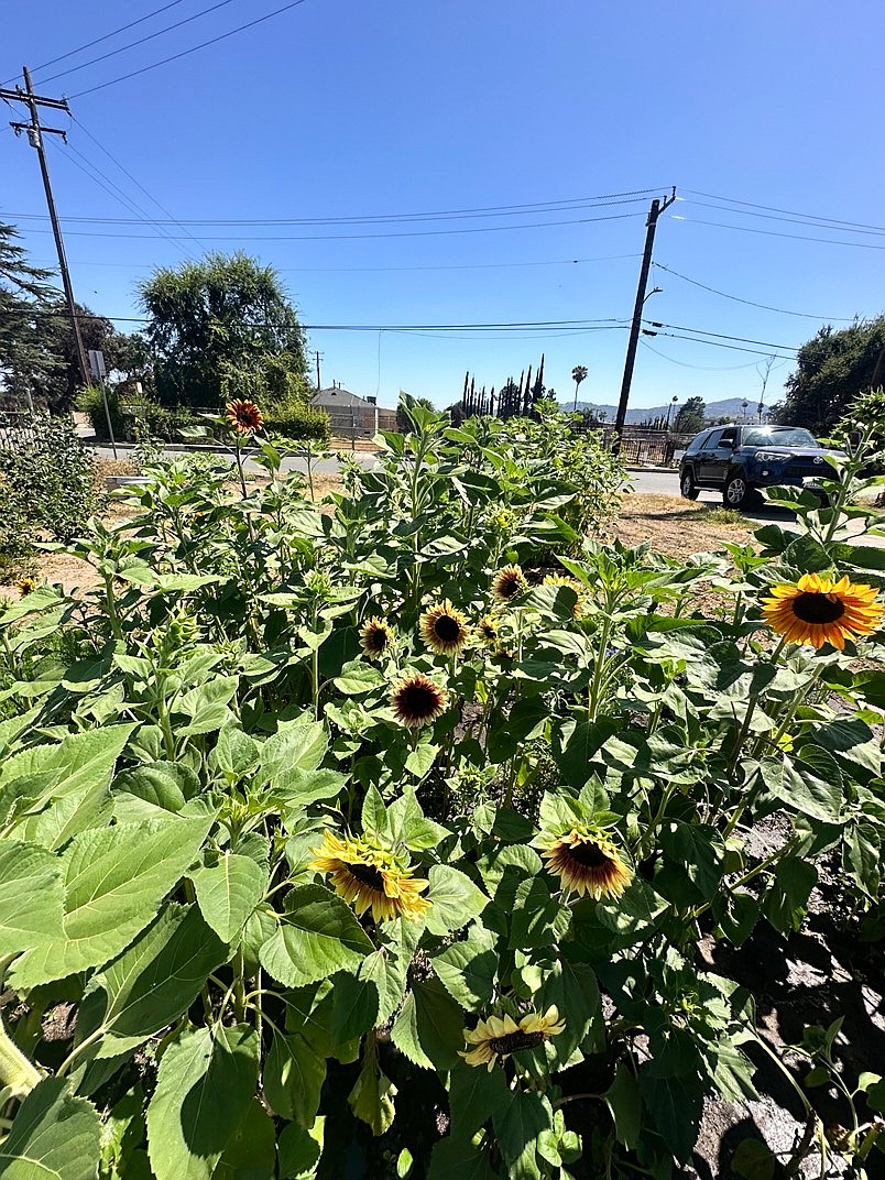 Amid wildfire grief, an LA-area resident sowed sunflowers and hope ...