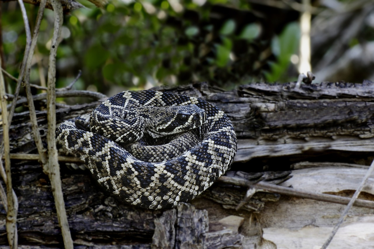 What to know about venomous snakes in North Texas after recent ...