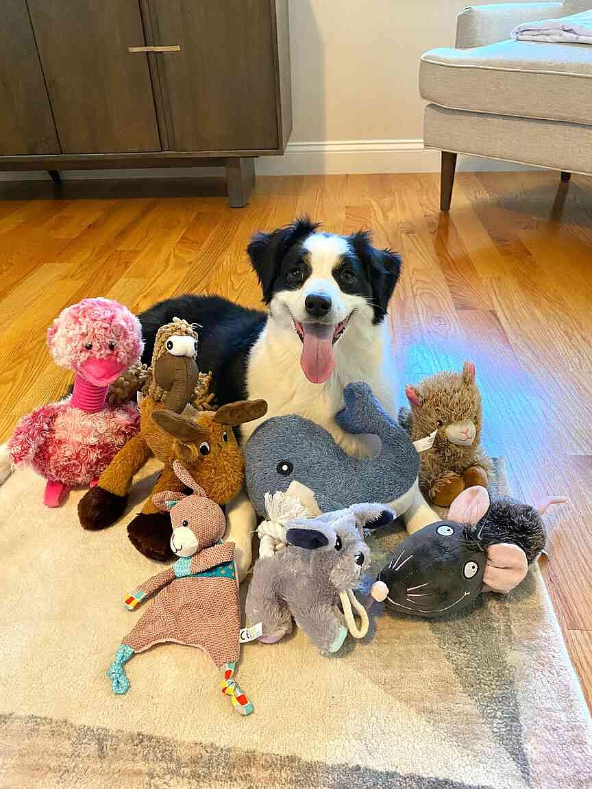 Some gifted dogs can learn new toy names by eavesdropping on owners ...