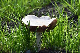 ‘Largest outbreak that we’ve seen in California’: Death cap mushrooms ...