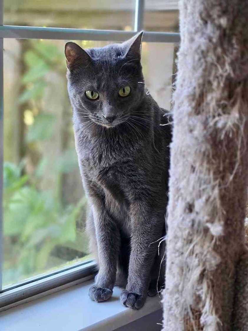 PET OF THE WEEK | Ash | Texarkana Gazette