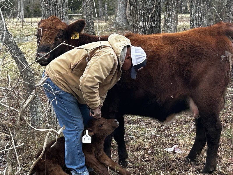 Can Shawn Harris muster enough Republican crossover to replace Marjorie ...
