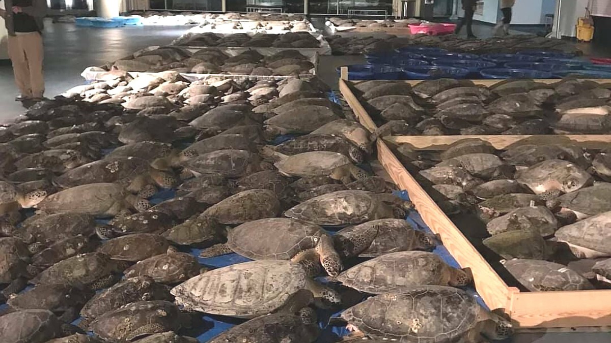 Race to rescue green sea turtles caught in the cold | Texarkana Gazette