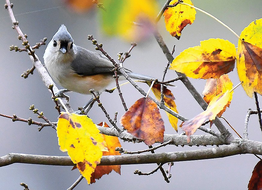 How to attract birds to your Chattanooga-area yard | Chattanooga Times ...