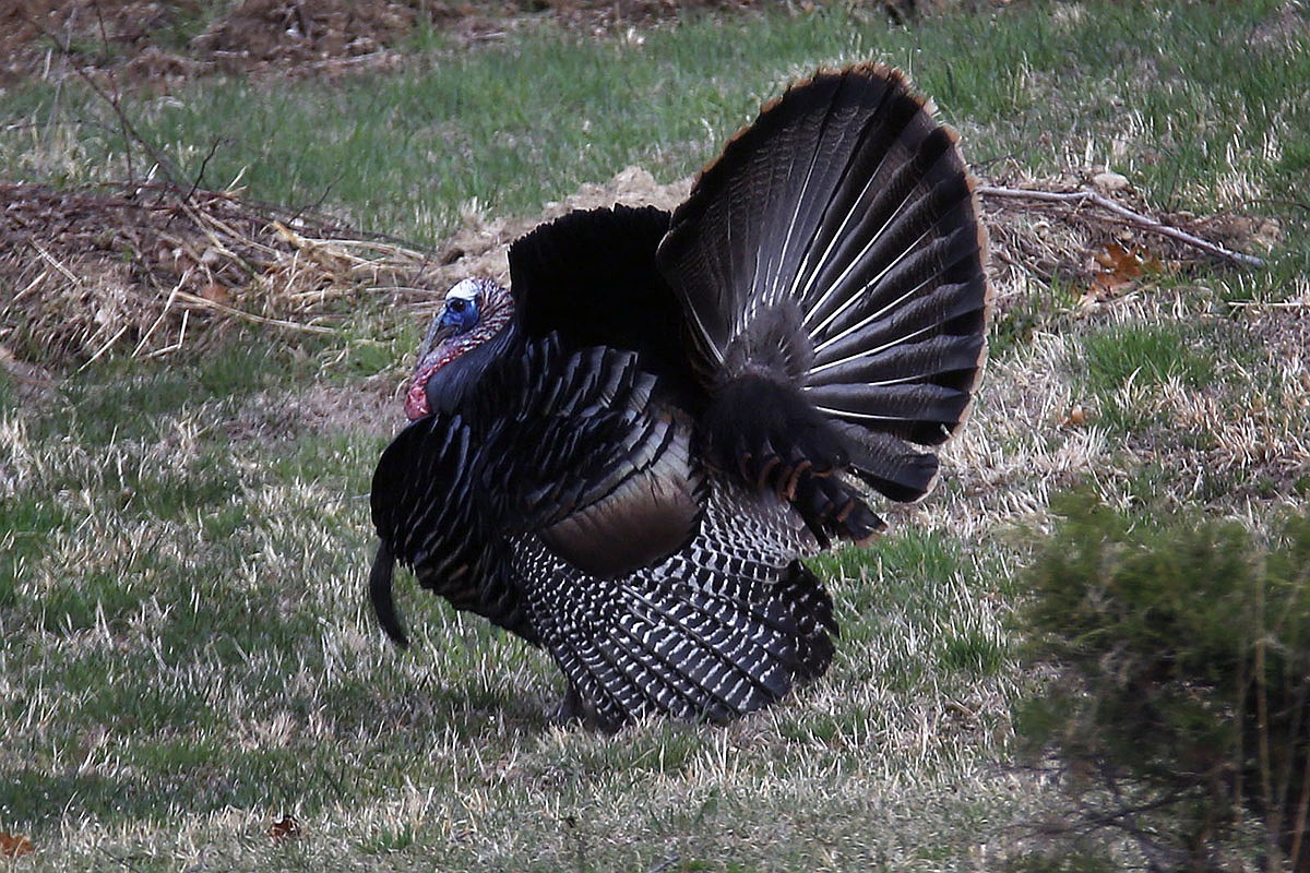 State turkey numbers on rise, according to the 2025 Turkey Program ...