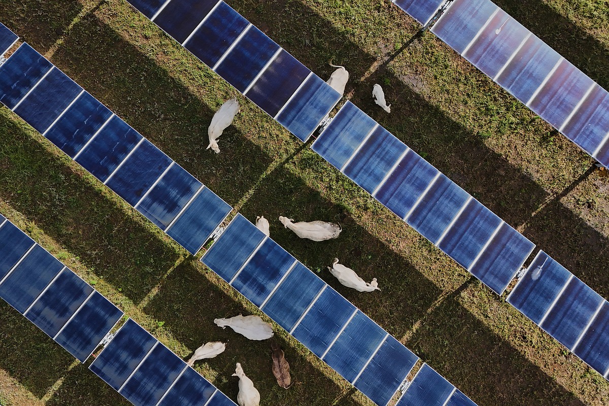 Solar ranch in Tennessee aims to prove grazing cattle under the panels ...