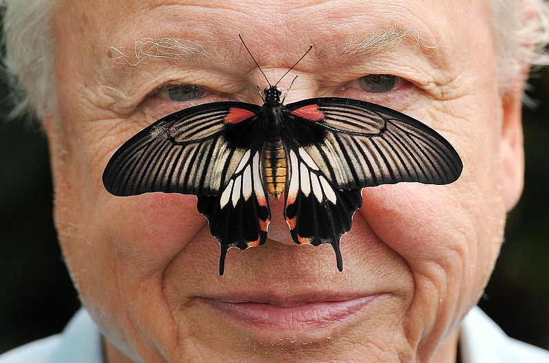 David Attenborough, the excited but hushed voice of nature programs ...