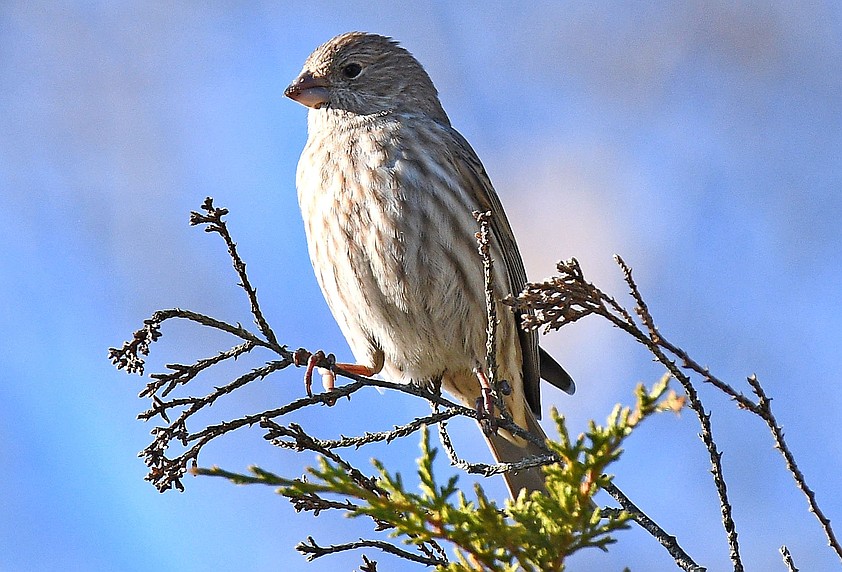 Most commonly seen birds in Tennessee | Chattanooga Times Free Press