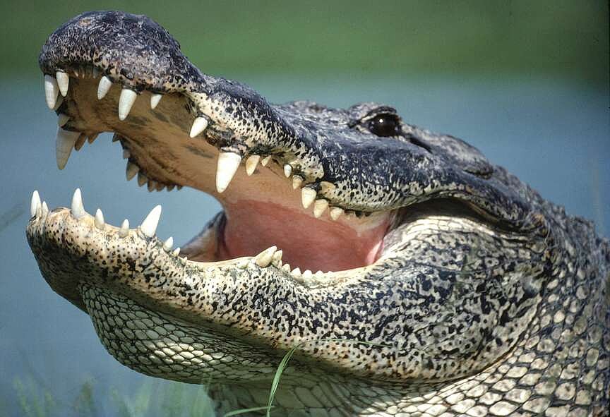 AGFC launches pilot program to pair landowners with alligator hunters ...