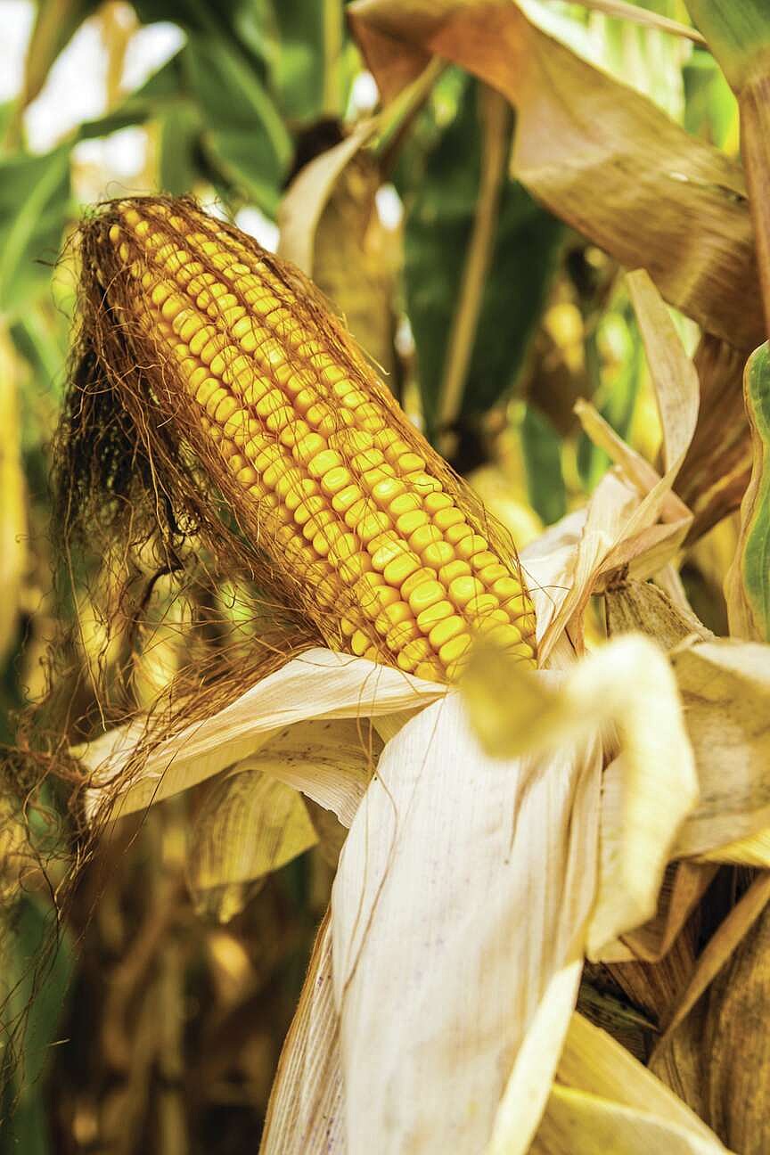 Harvest Regional Food Bank needs volunteers for annual corn harvest ...