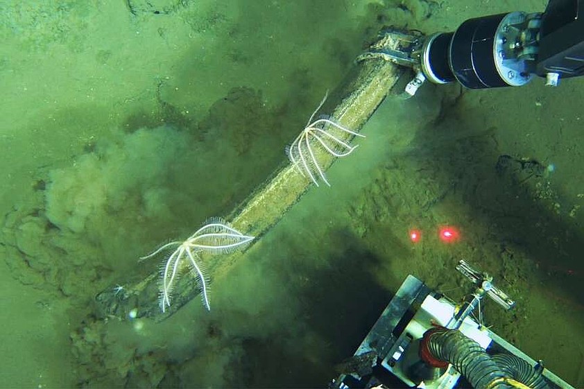 An ancient whale graveyard in the Indian Ocean teems with life ...