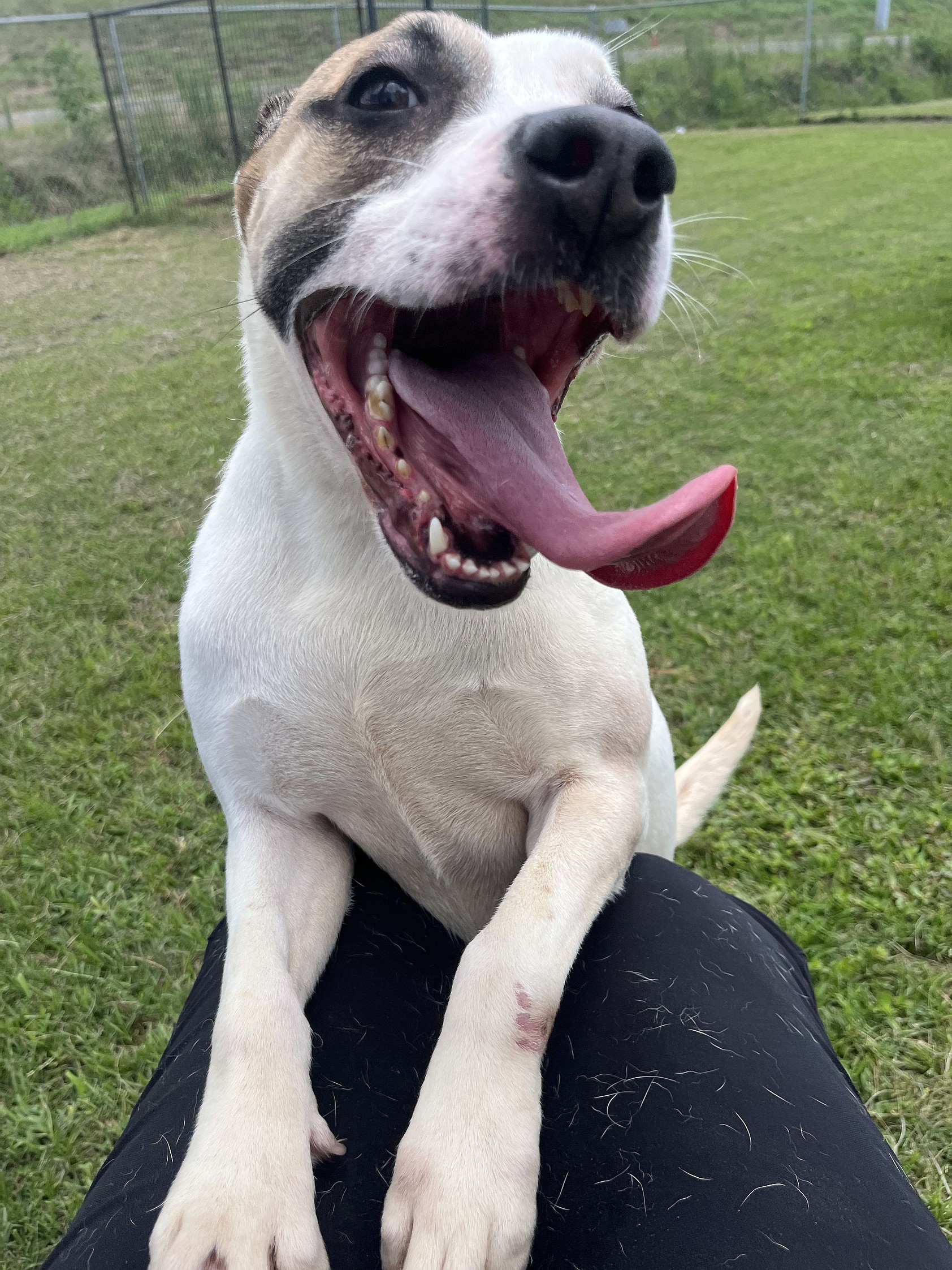 PET OF THE WEEK | Sally | Texarkana Gazette