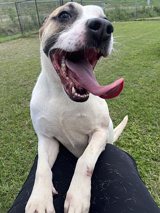 PET OF THE WEEK | Sally | Texarkana Gazette